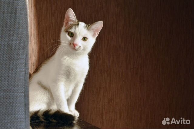 Котенок Фима ищет дом