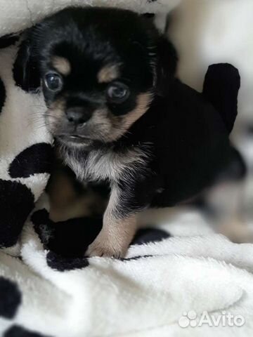 Чихуахуа + шпиц