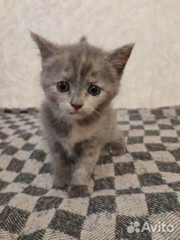 Продаются котята британки