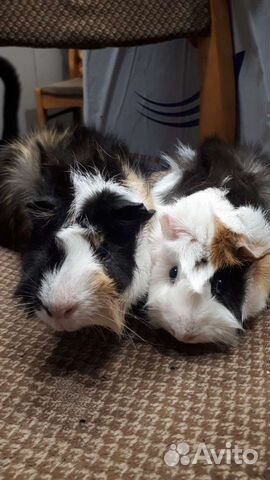 Морские свинки