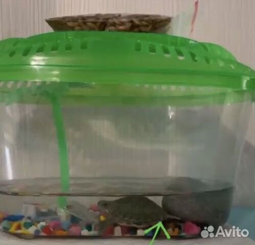 Красноухая черепаха