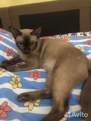 Европейская бурма