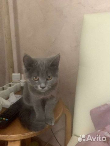 Шотланский котенок девочка