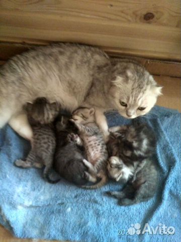 Шотландские котята.нет документов.отец тоже шотлан