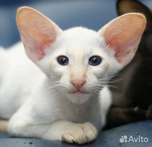 Голубоглазый котик