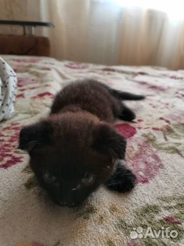 Шотладский котёнок