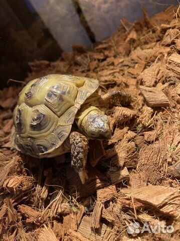 Черепаха сухопутная