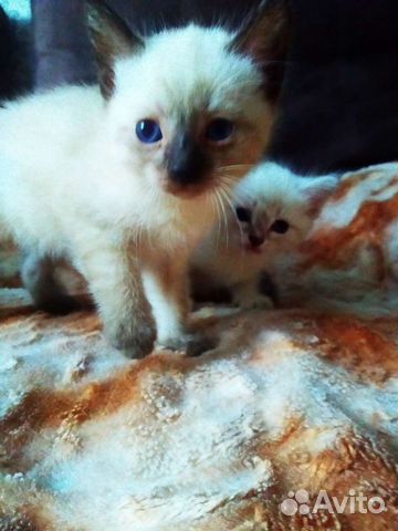 Котята