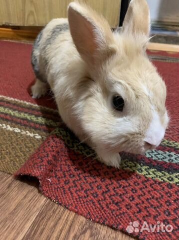 Кролик для вязки