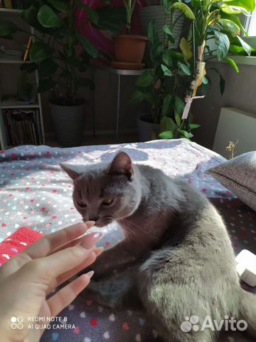 Кошка в дар