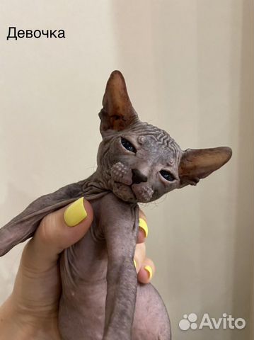 Донской сфинкс