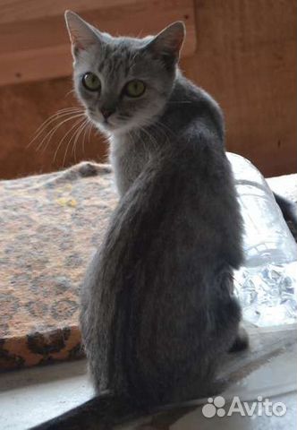 Кошечка Грейси в добрые руки