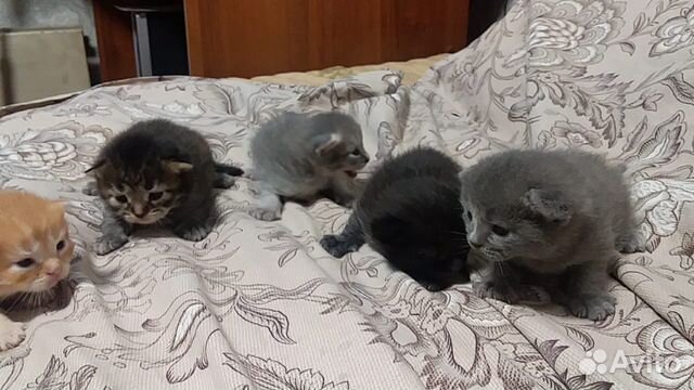 Котята вислоухие помесь