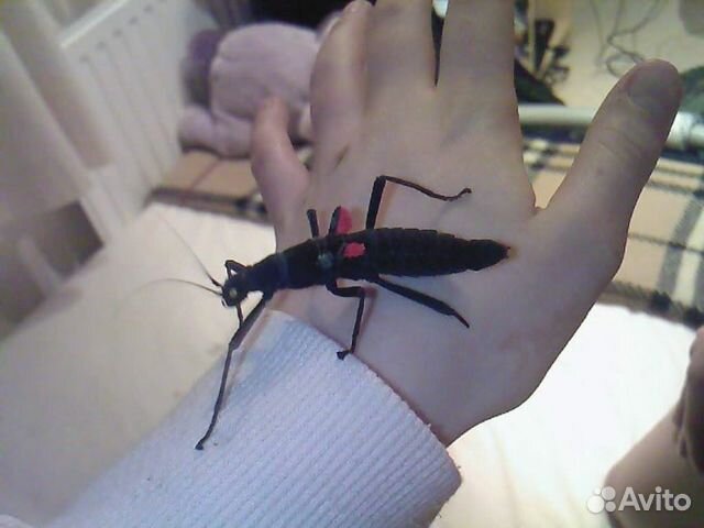 Палочники кордильерский