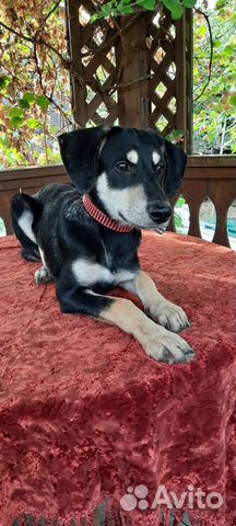 Щенок в добрые руки