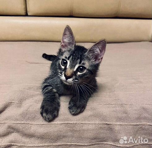 Котенок 3 месяца