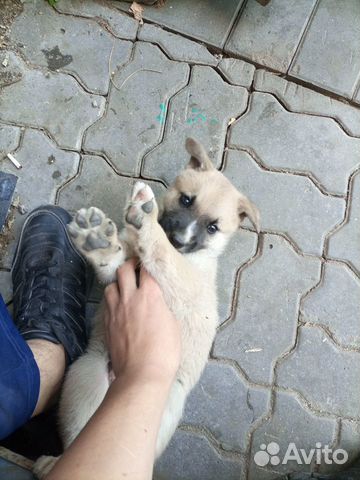 Добрый и милый щенок