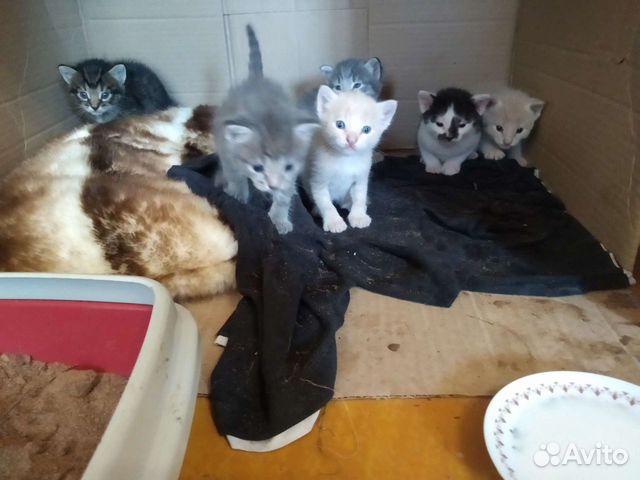 Котят сибирской кошки отдаем с доставкой