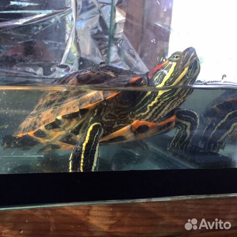Черепаха красноухая пресноводная