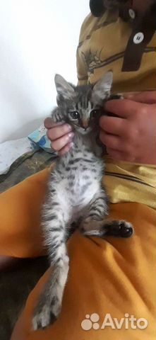 Его назвали Везунчиком