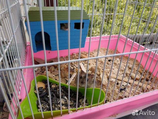 Отдам хомяков