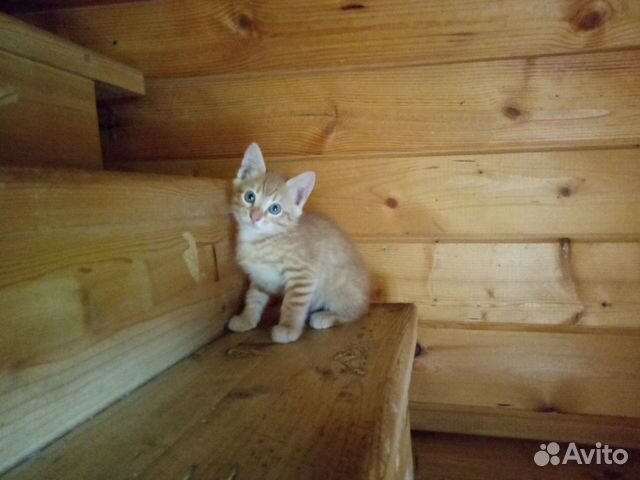 Котята в добрые руки мальчики и девочки