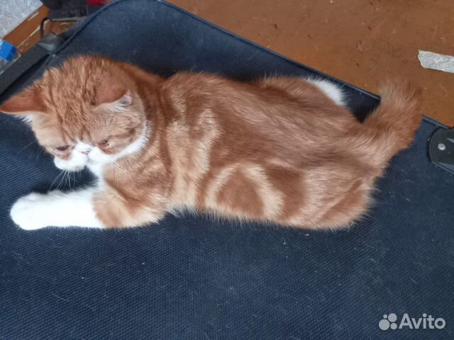 Экзотическая короткошерстная