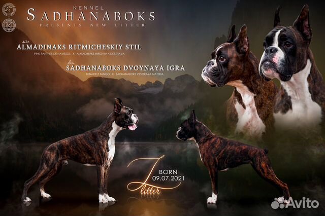 Щенок боксерчик