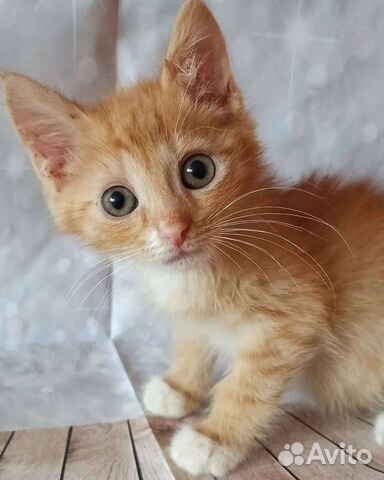 Котенок в дар