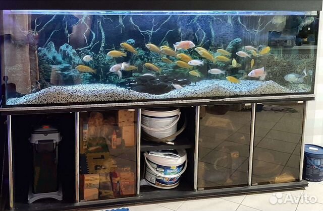 Аквариум на 600л с тумбой и всем содержимым
