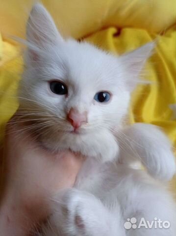 Разноглазый Котëнок