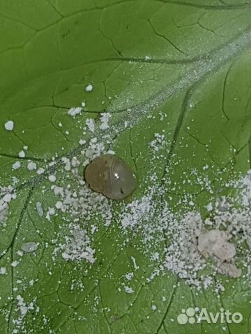 Улитка Ахатина (малыш)