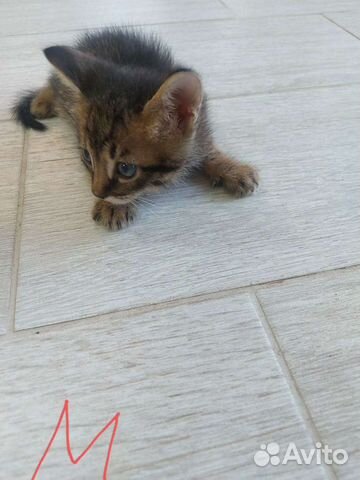 Персидские котята