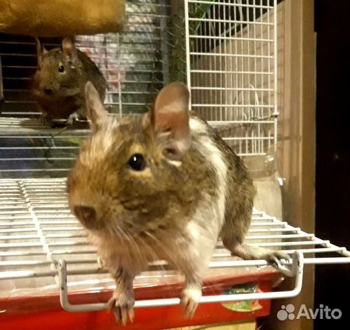 Продам белок- дегу