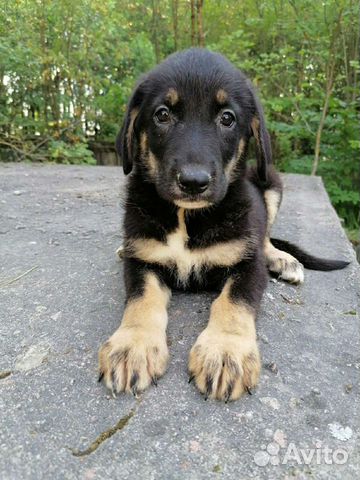 Айва ищет дом