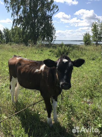 Телята 2 и 3 месяца