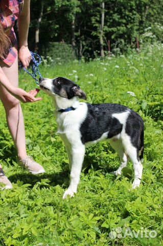 Портос, 4 мес, в добрые руки