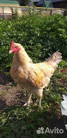 Петушок Нидерхайнер