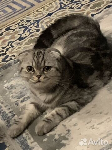 Шотландская вислоухая кошка на вязку имя: роза. 2