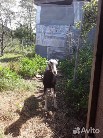 Коза дойная альпийская с козлёнком