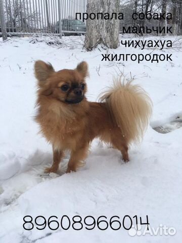 Потерялась собака