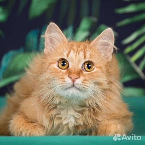 Пушистый рыжий котик в дар 9 мес