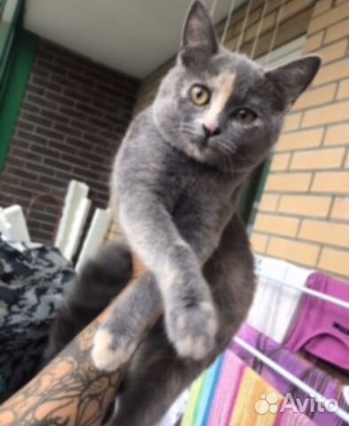 Котенок в добрые руки