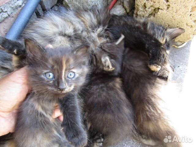 Котята в добрые руки