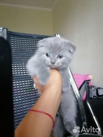 Шотландские вислоухие котята