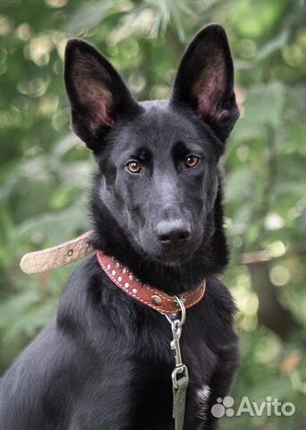 Щенок-подросток Лекс в поиске дома