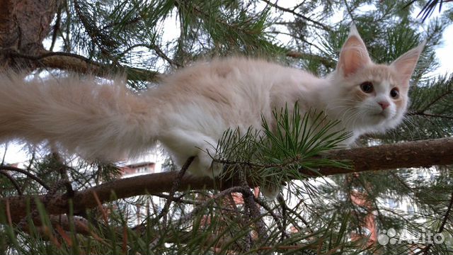 Очаровательные девчонки