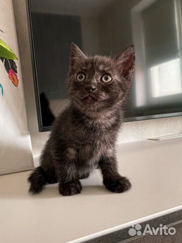 Британские котята