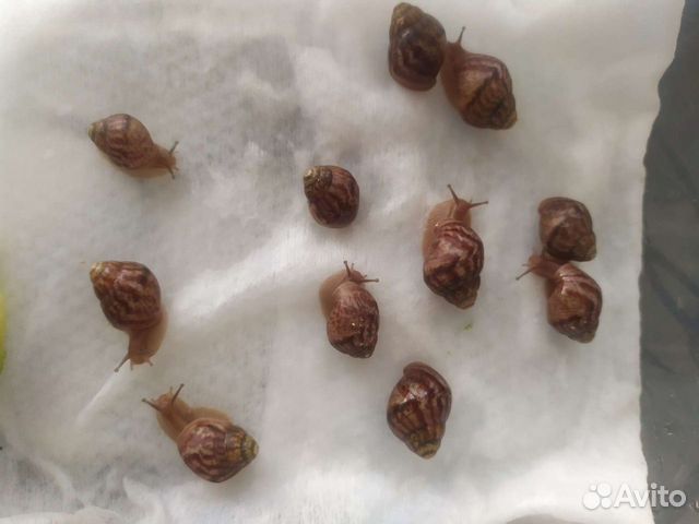 Улитки ахатин