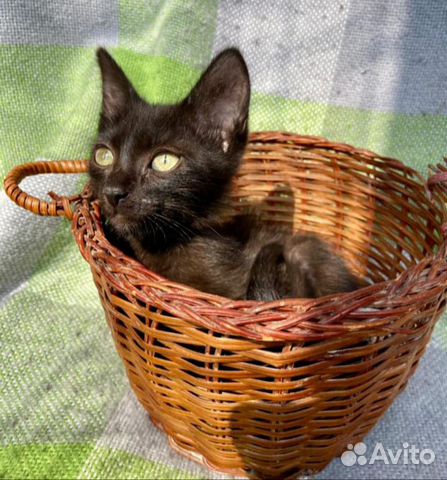 Чудесная Вишня ищет дом и любящую семью